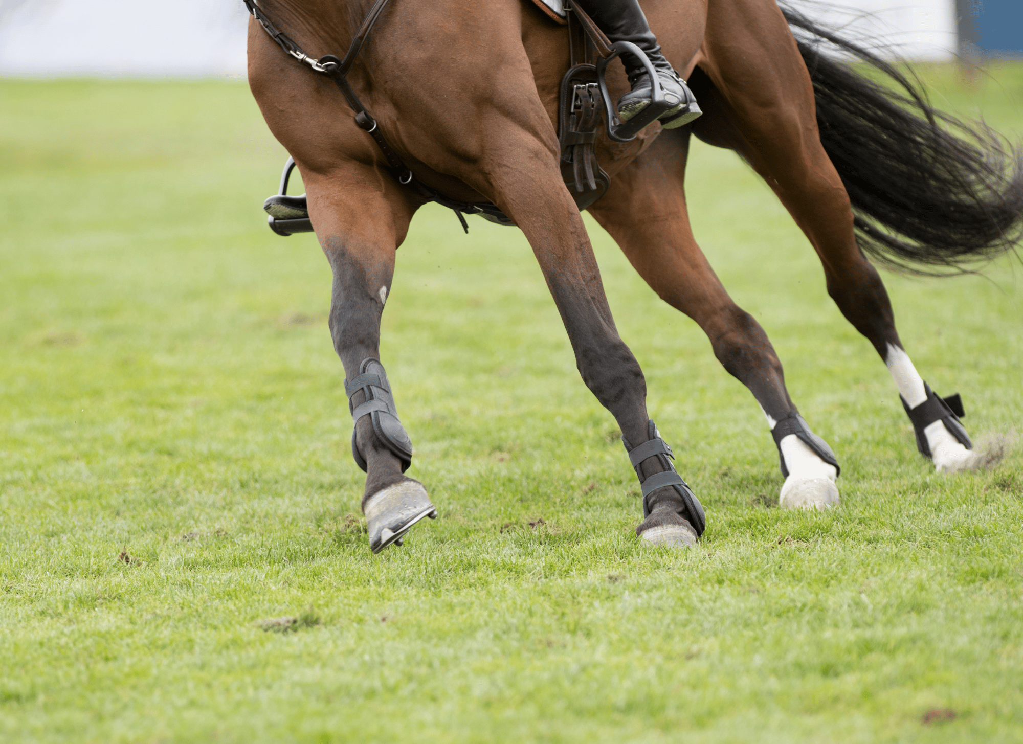 Horse Pastern Problems: Identification, Treatment, & More – Equestrian ...